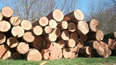 deforestation and illegal logging in for... | Stock Video | Pond5