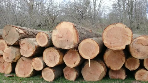 deforestation and illegal logging in for... | Stock Video | Pond5