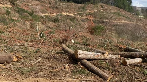 deforestation and illegal logging in for... | Stock Video | Pond5