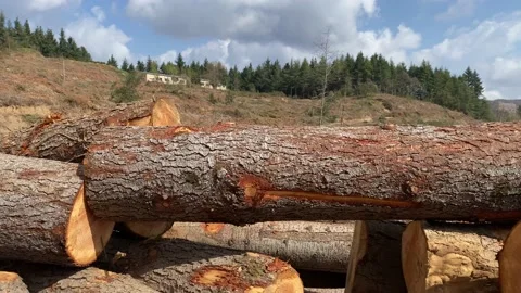 deforestation and illegal logging in for... | Stock Video | Pond5