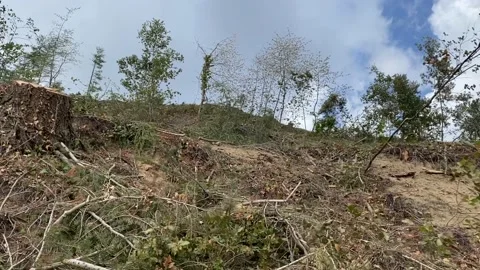 deforestation and illegal logging in for... | Stock Video | Pond5