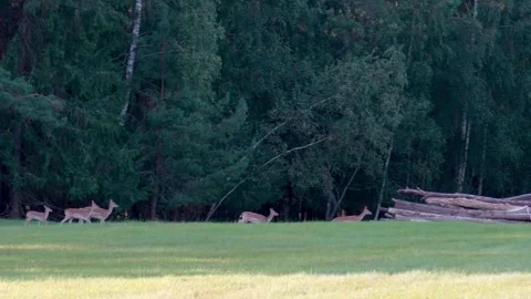 Deforestation and wild animals in the ba... | Stock Video | Pond5