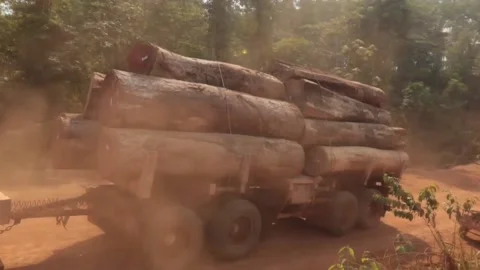 Images For Deforestation Stock Videos – Royalty-Free HD & 4K Videos ...