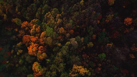 C Global Log Stock Videos – Royalty-Free HD & 4K Videos