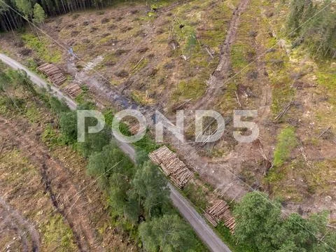 Deforestation, newly cut down forest, clear felled area. Stock Image #157226966