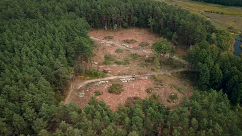 Deforestation of pine forest | Stock Video | Pond5