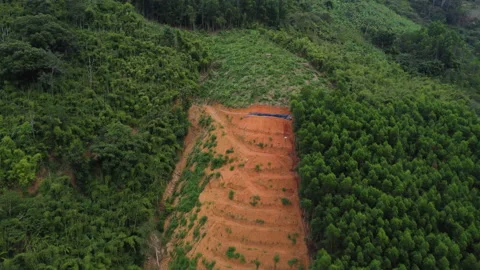 Deforestation process on Vietnamese slop... | Stock Video | Pond5