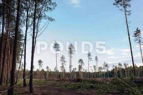 Deforestation. Tree cutting. Removal of trees for urban development ...