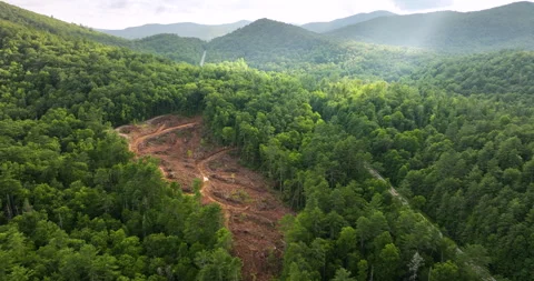 Cut Down Forest Stock Videos – Royalty-Free HD & 4K Videos