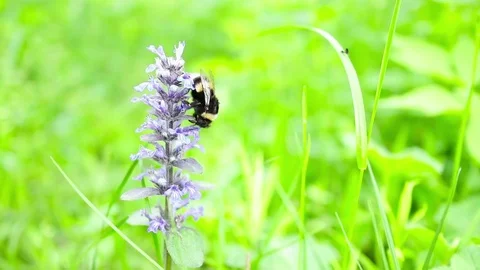 Animal2 Sound Track Stock Videos – Royalty-Free HD & 4K Videos