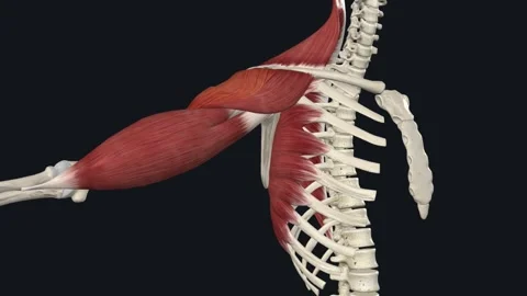 The deltoid is formed of acromial, clavi... | Stock Video | Pond5