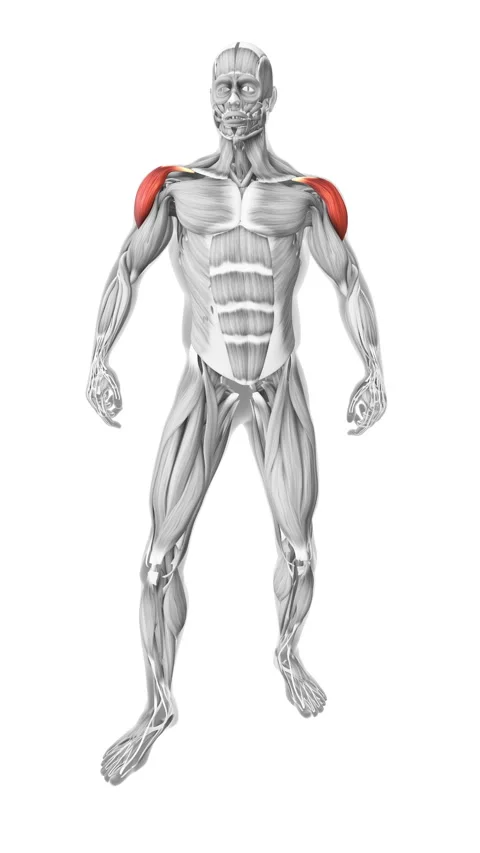 Deltoid muscles in the human muscular sy... | Stock Video | Pond5