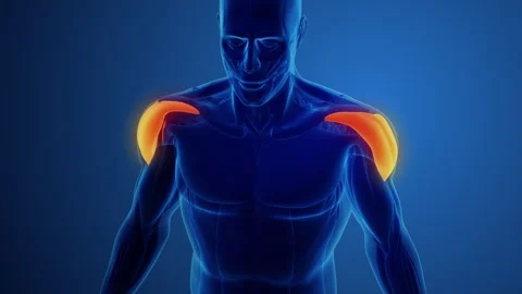 Deltoideus Muscle Anatomy with blue back... | Stock Video | Pond5