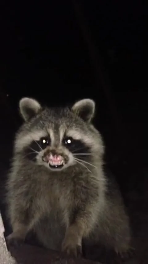 Maine Raccoon Stock Video Footage | Royalty Free Maine Raccoon Videos ...