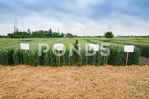 Demonstration sectors of plot grain crops, new varieties in agriculture ...