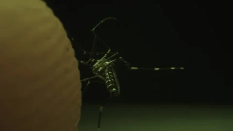 Biting Finger Stock Videos – Royalty-Free HD & 4K Videos | Pond5