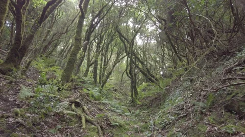 dense forest, rainforest - laurel trees ... | Stock Video | Pond5
