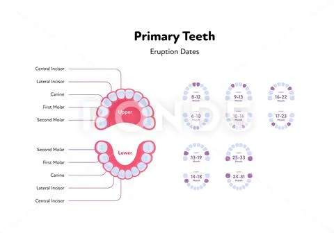 Dental jaw and tooth anatomy chart. Primary teeth: Graphic #159405893