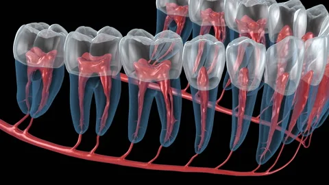 Dental root anatomy, Xray view. Medicall... | Stock Video | Pond5