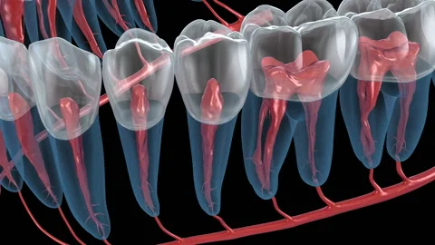 Dental root anatomy, Xray view. Medicall... | Stock Video | Pond5