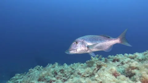 Dentex dentex fish close to the camera -... | Stock Video | Pond5