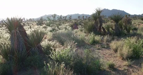 Western Desert Background Stock Videos – Royalty-Free HD & 4K Videos ...