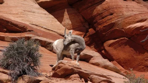 Immature Stock Videos – Royalty-Free HD & 4K Videos | Page 3