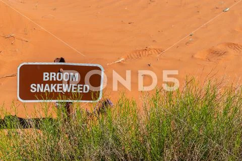 Desert broom snakeweed. Plant and sign against blur red sand background ...