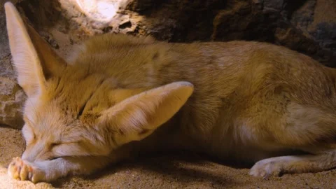 a desert fox sleeping | Stock Video | Pond5