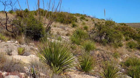 Sotol Stock Video Footage | Royalty Free Sotol Videos | Pond5
