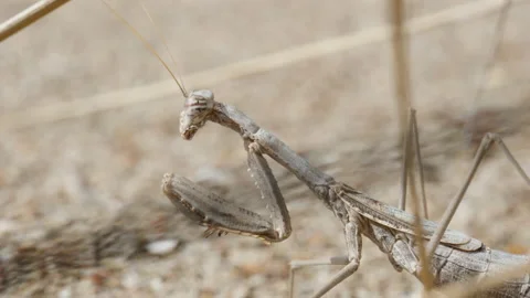 Desert mantis in dry grass, macro frame | Stock Video | Pond5