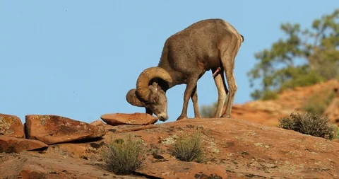 Desert ram scent marking. desert bighorn... | Stock Video | Pond5