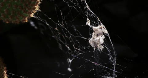 Spiders Web Stock Videos – Royalty-Free HD & 4K Videos | Page 6
