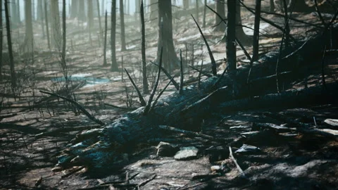 Destroyed tropical rainforest in Amazoni... | Stock Video | Pond5