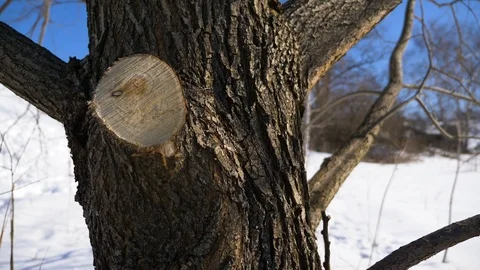 Destruction of the forest, saw-tree bran... | Stock Video | Pond5