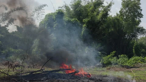 Destruction of jungle forest for farmlan... | Stock Video | Pond5