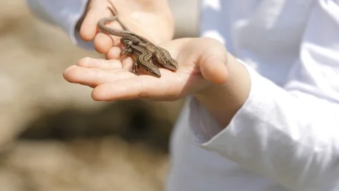 Detail of child hands holding two lizard... | Stock Video | Pond5