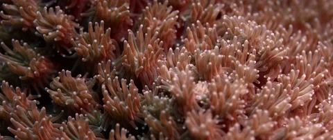 Detail of coral polyps Galaxea sp growin... | Stock Video | Pond5