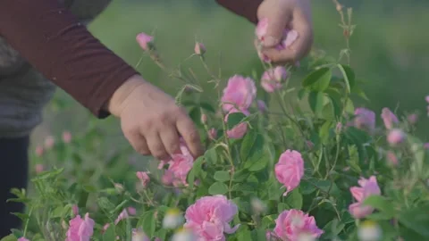 detail of hands plucking roses close up ... | Stock Video | Pond5