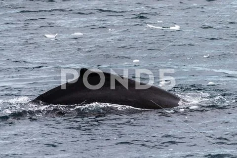 Photograph: Detail of a humpback dorsal fin and blow hole #272727922