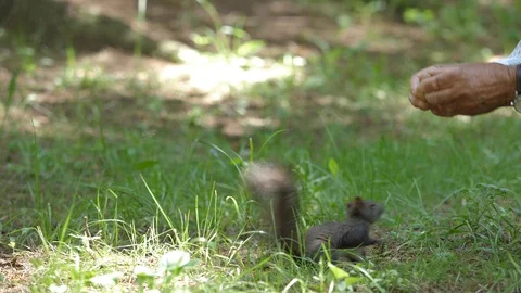 Old Man Nuts Stock Videos – Royalty-Free HD & 4K Videos