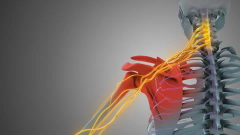 Detailed Anatomy of Brachial Plexus Shou... | Stock Video | Pond5