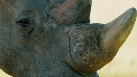 Detailed cinematic close up shot of rhin... | Stock Video | Pond5