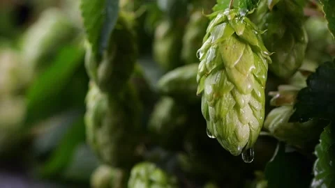 Detailed close-up of hop cone with slow-... | Stock Video | Pond5