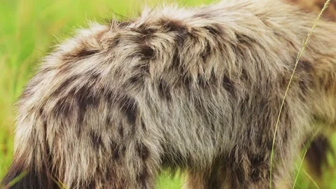 Detailed close shot of Hyena furry body ... | Stock Video | Pond5