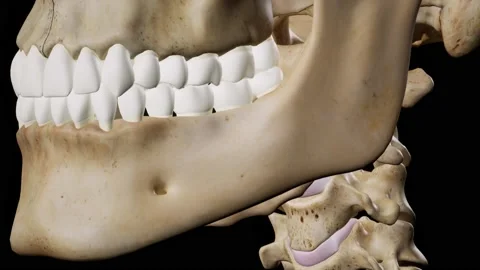 Detailed human Skeleton. 3d animation. | Stock Video | Pond5