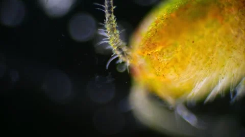 Detailed magnification of a copepod plan... | Stock Video | Pond5
