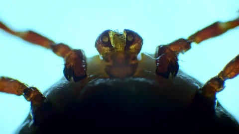 Detailed microscopic examination of a ti... | Stock Video | Pond5
