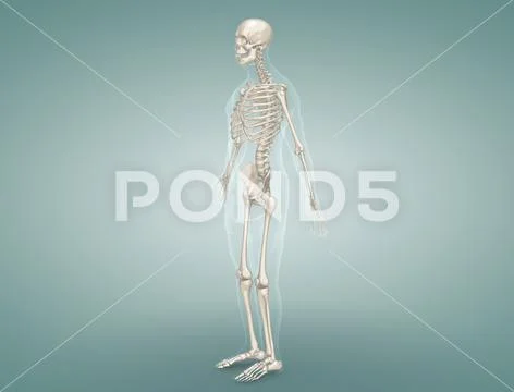 Detailed review of the Male Skeletal System: Royalty Free #229555134