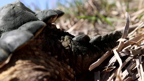 detailed shot of a snapping turtle tail | Stock Video | Pond5
